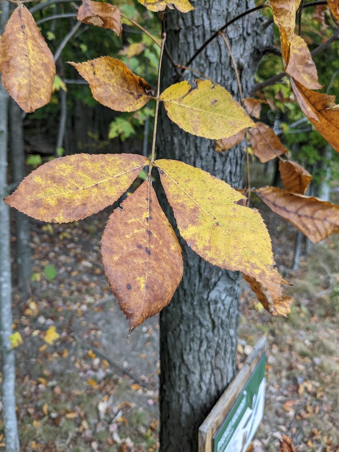 Pignut Hickory | CMP Tree Selection Tool